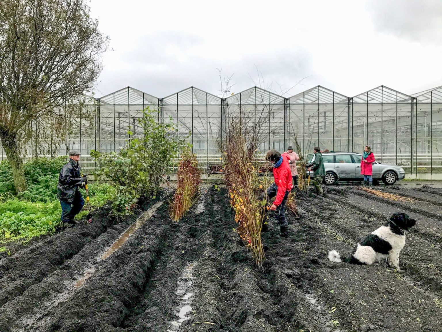 I will become a Tree Hub - More Trees Now