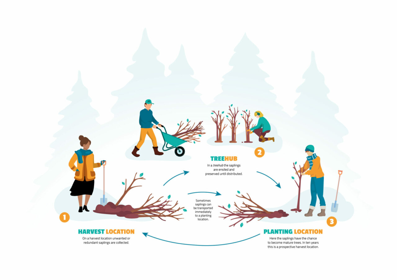 How to transplant a tree? - More Trees Now