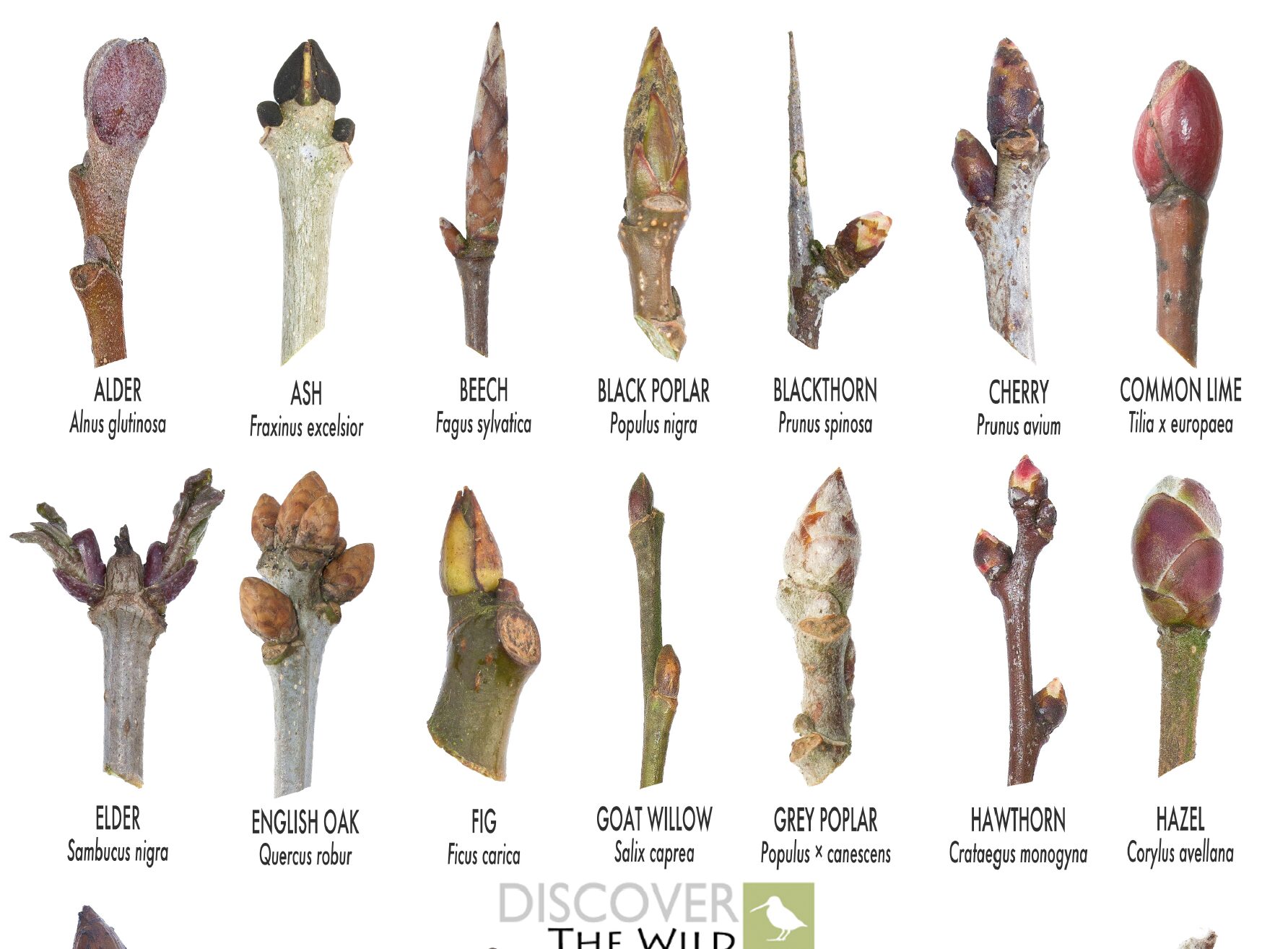 Communication toolkit - More Trees Now